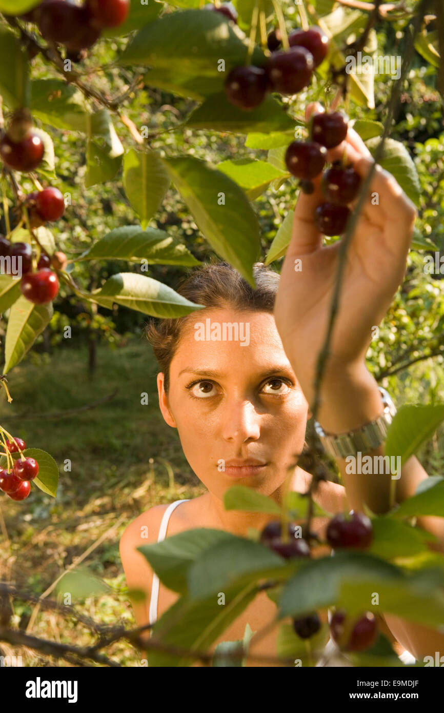 Young woman picking cherries from cherry tree Stock Photo - Alamy