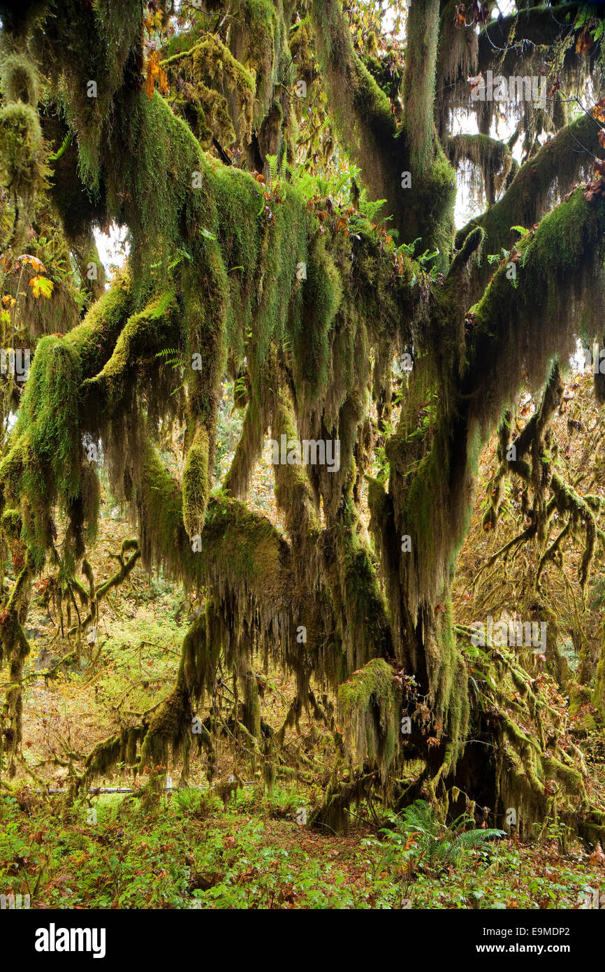 Hoh Rainforest, Olympic National Park, Forks, Washington, United States ...