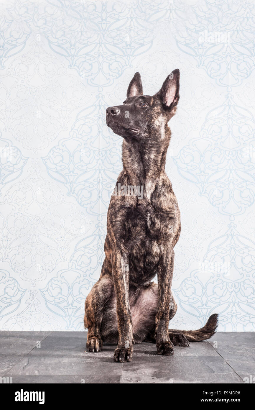 Hollandse Herdershond, Dutch Shepherd Dog, sitting Stock Photo - Alamy