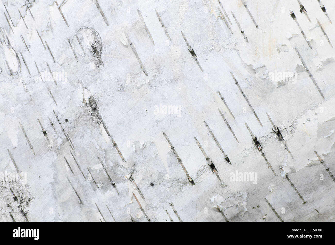 white birch bark background texture Stock Photo - Alamy