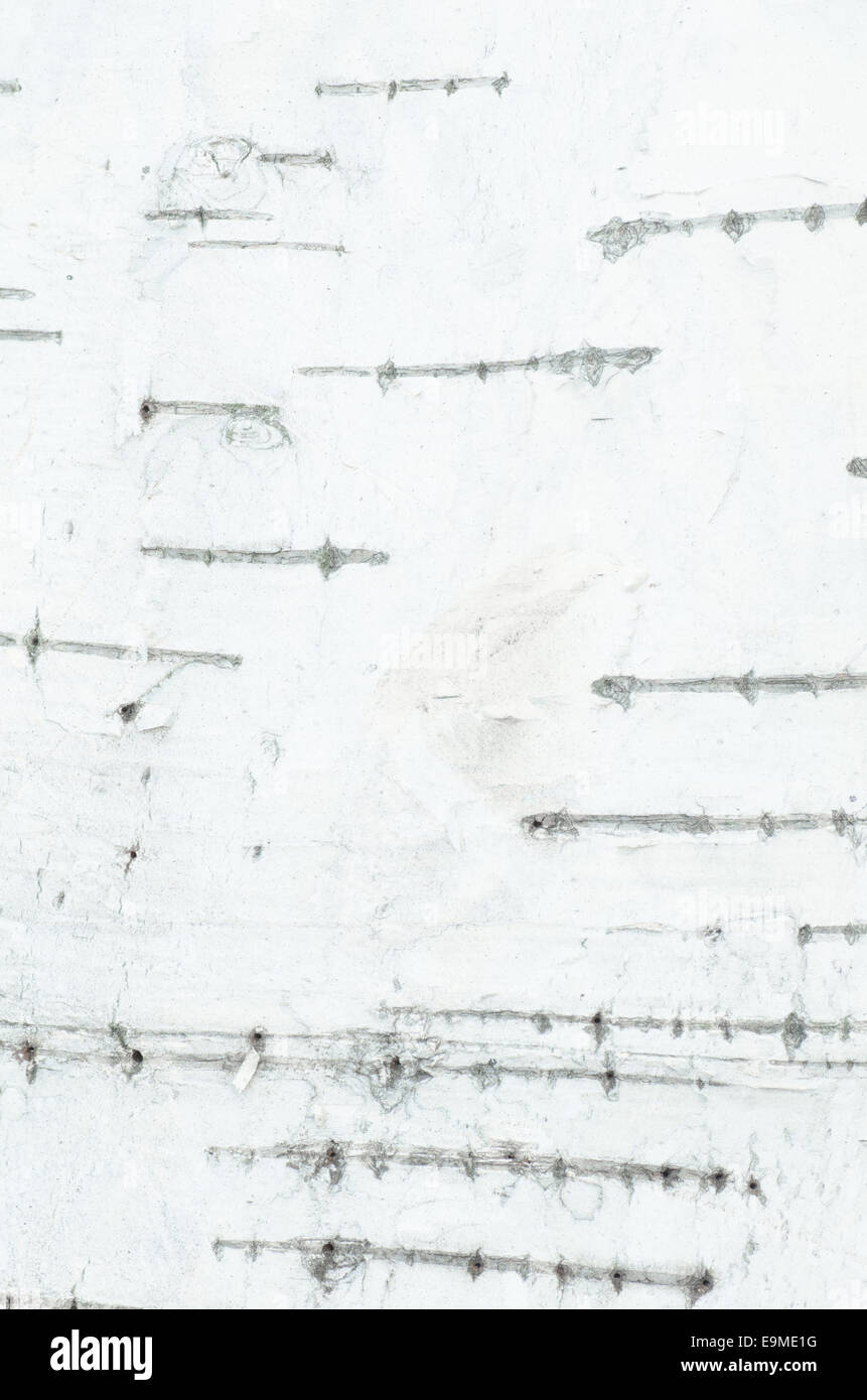 white birch bark background texture Stock Photo - Alamy