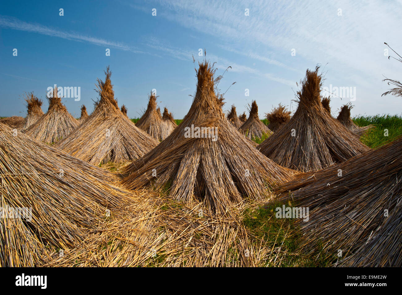 Drying reeds hi-res stock photography and images - Alamy