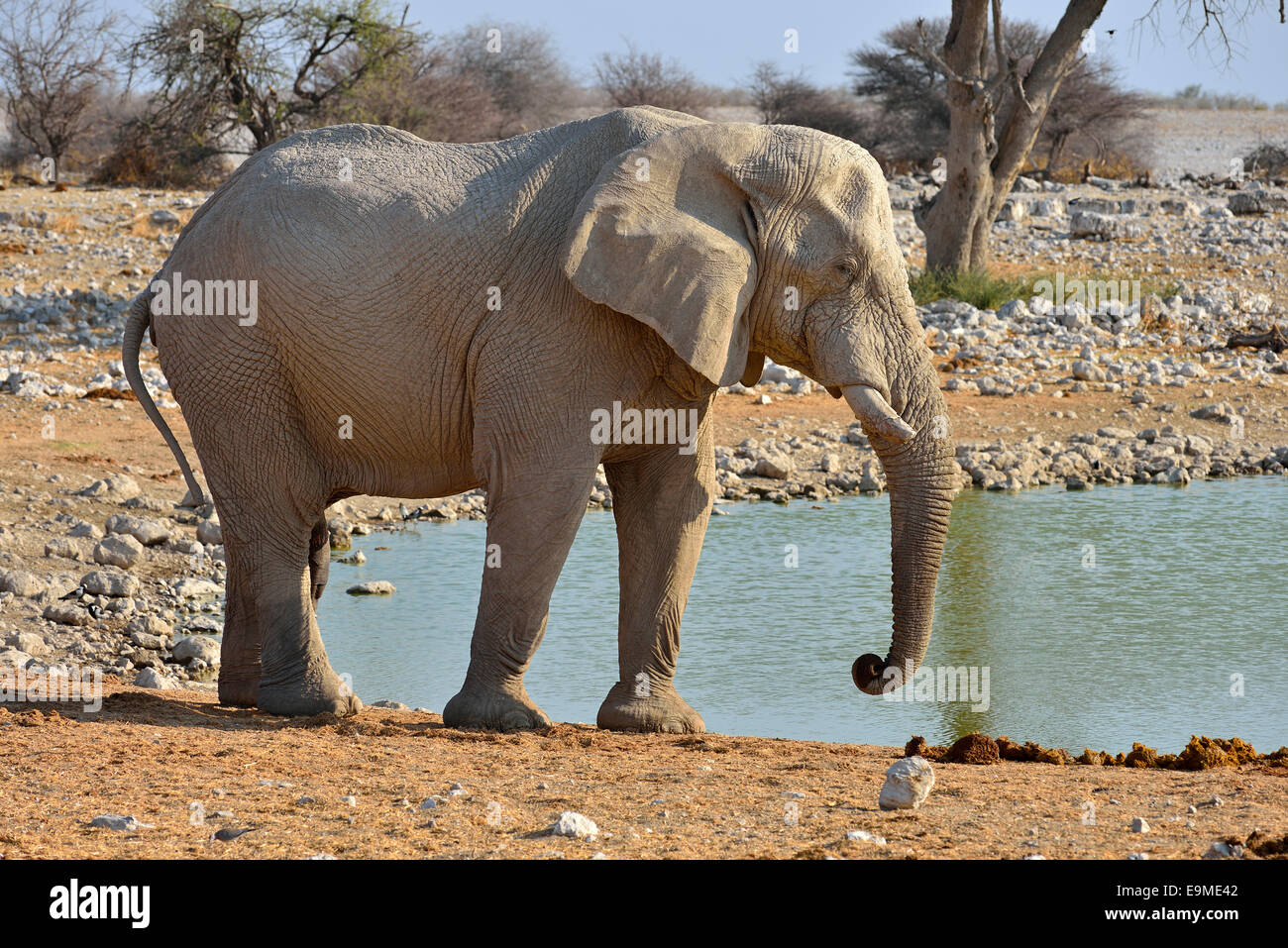 Very old elephant hi-res stock photography and images - Alamy