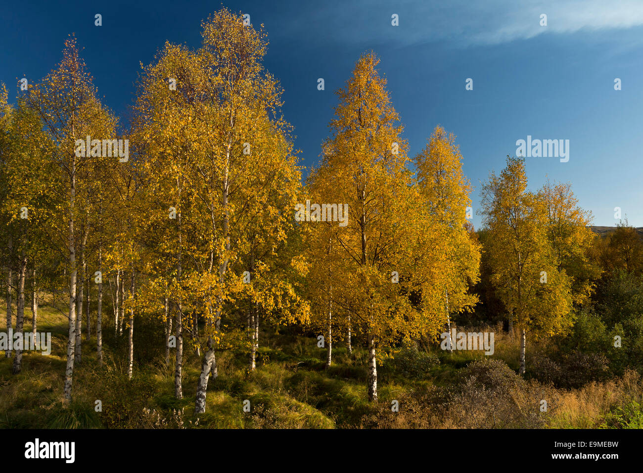 Autumnally coloured birch trees (Betula pendula), Lake Lagarfljót, near ...