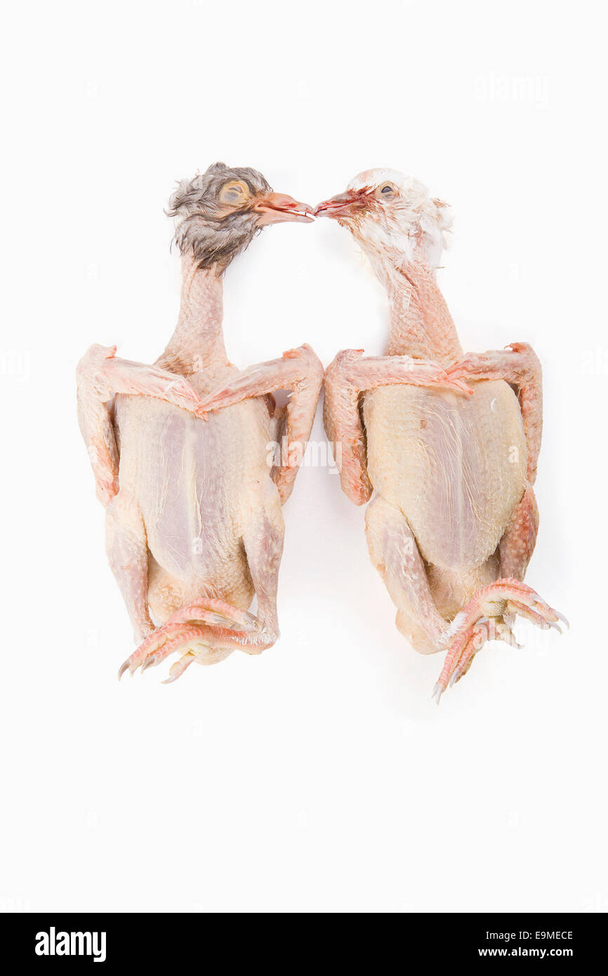 Uncooked whole chickens kissing against white background Stock Photo ...
