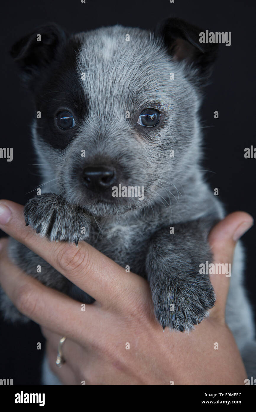 Close-up of hand holding cute puppy against black background Stock ...