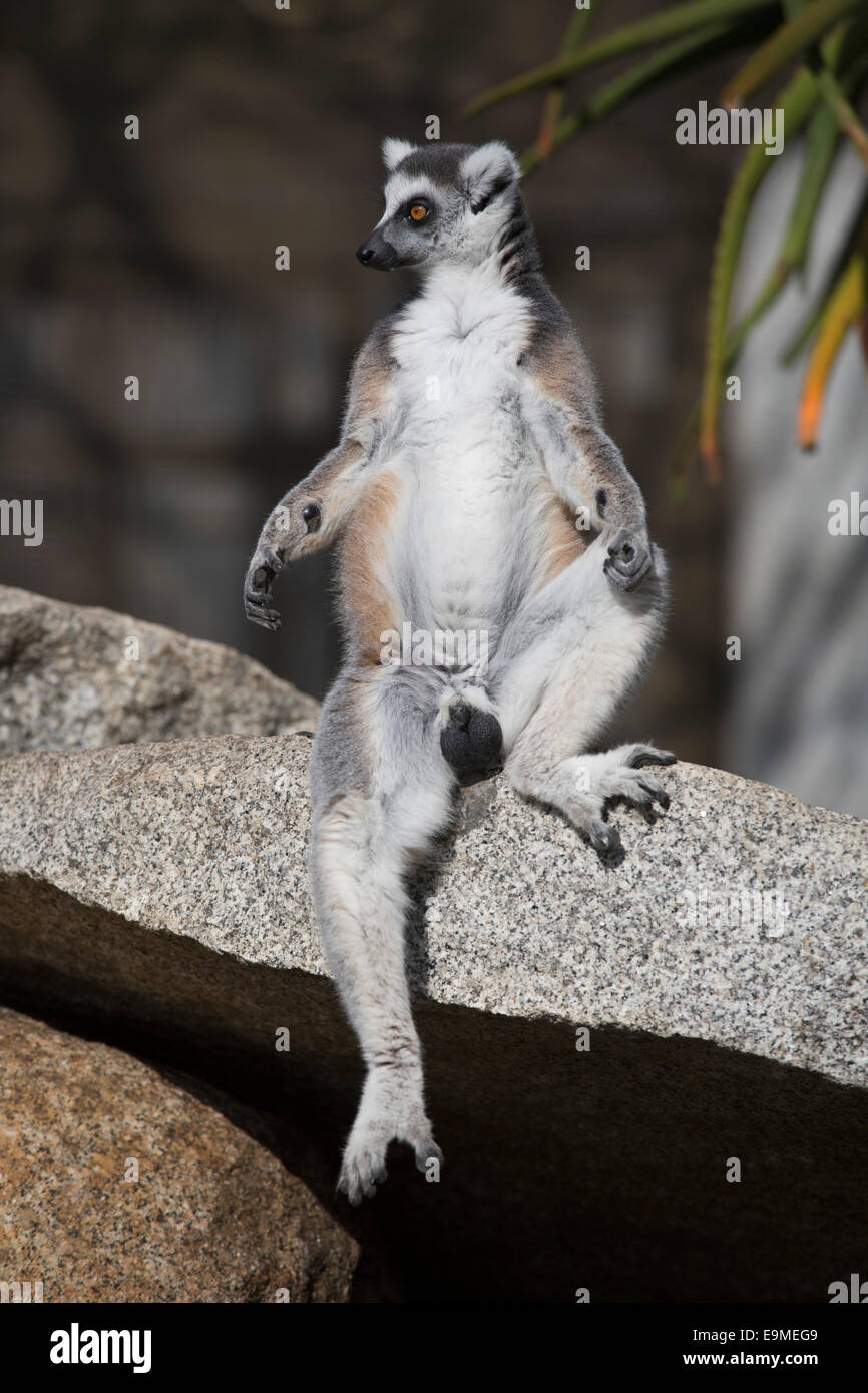 Full length of lemur looking away while sitting on stone outdoors Stock ...
