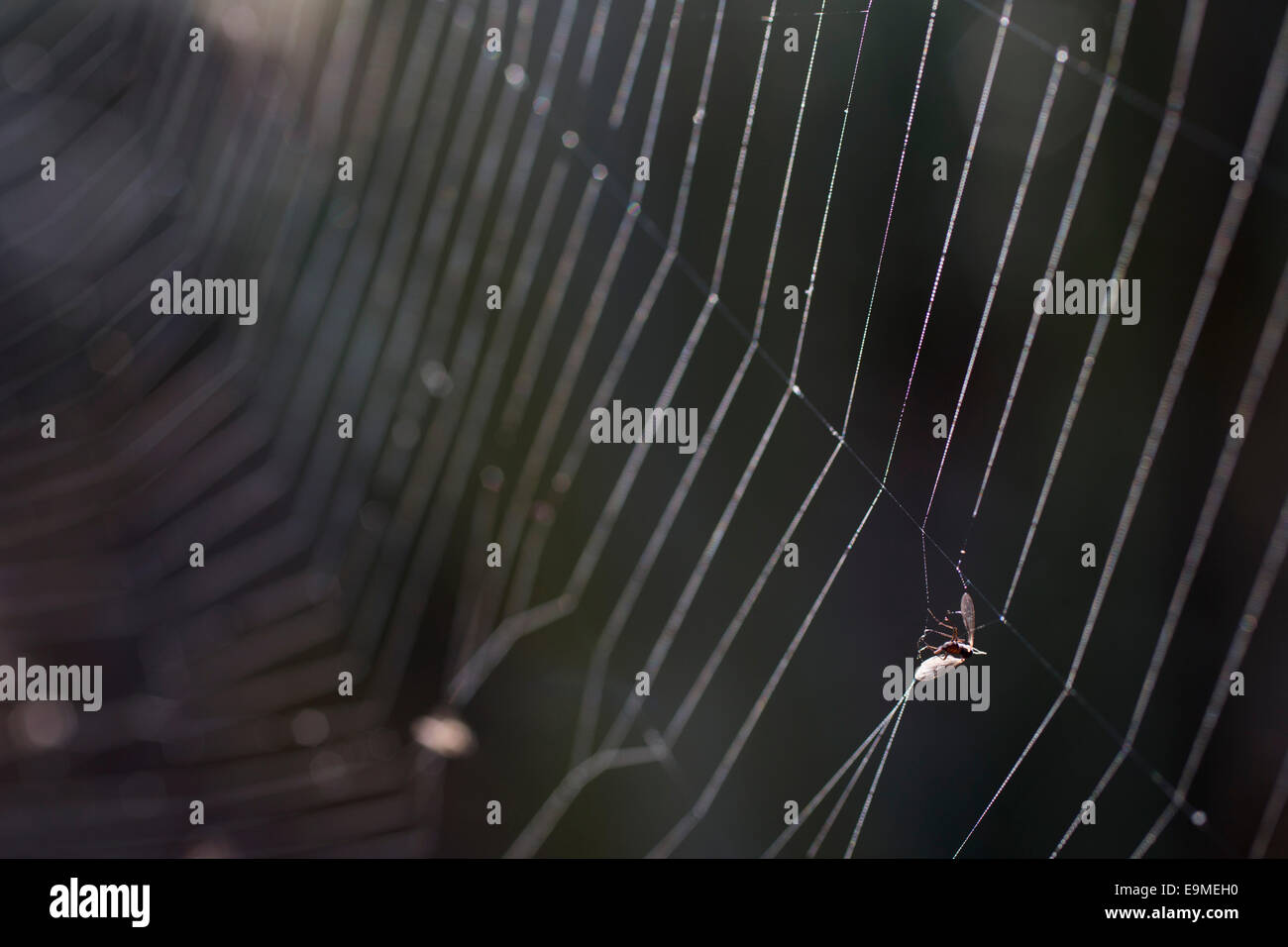 Fly trapped in spider web Stock Photo - Alamy