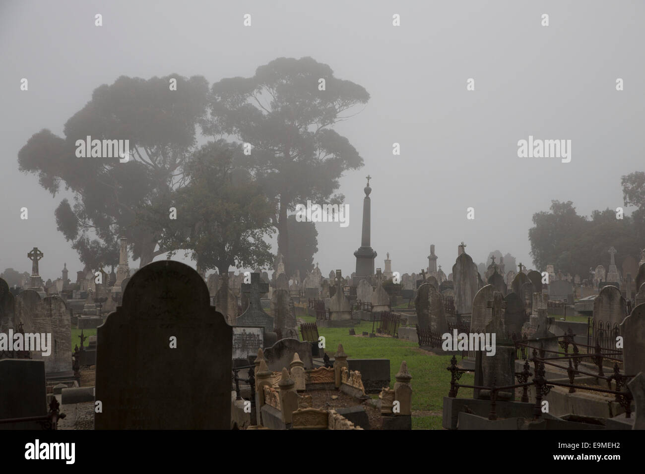 Tree in cemetery hi-res stock photography and images - Alamy