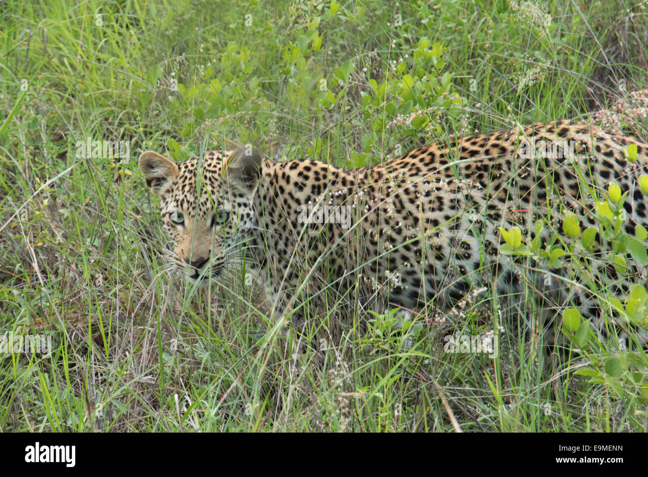 Young leopard walking in the high grass (South Africa Stock Photo - Alamy