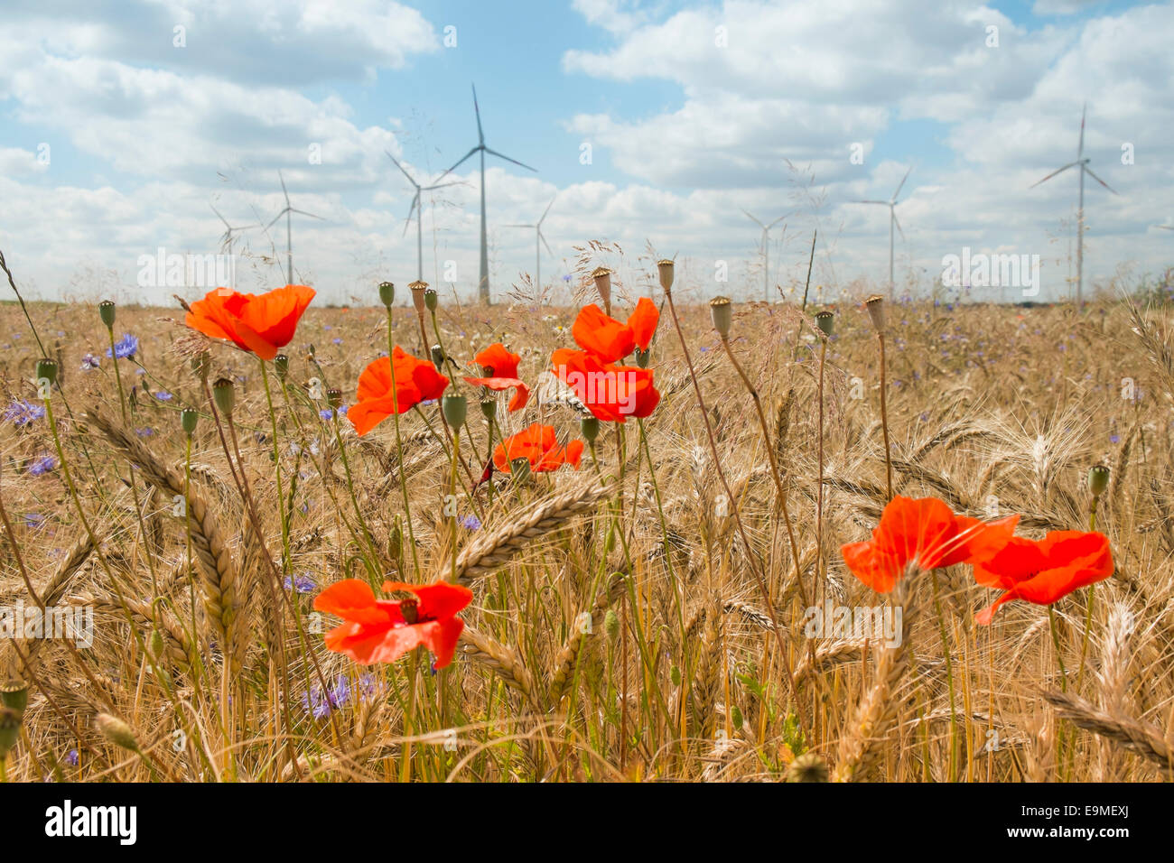 Field poppy in wind hi-res stock photography and images - Alamy