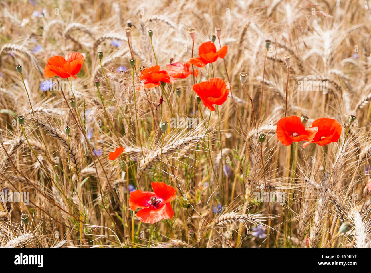Poppy and crops growing on field Stock Photo - Alamy