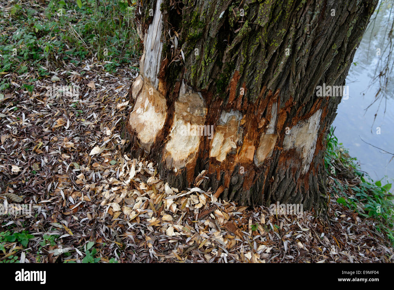 Beaver bite marks on a large willow tree by the Iller River, near ...