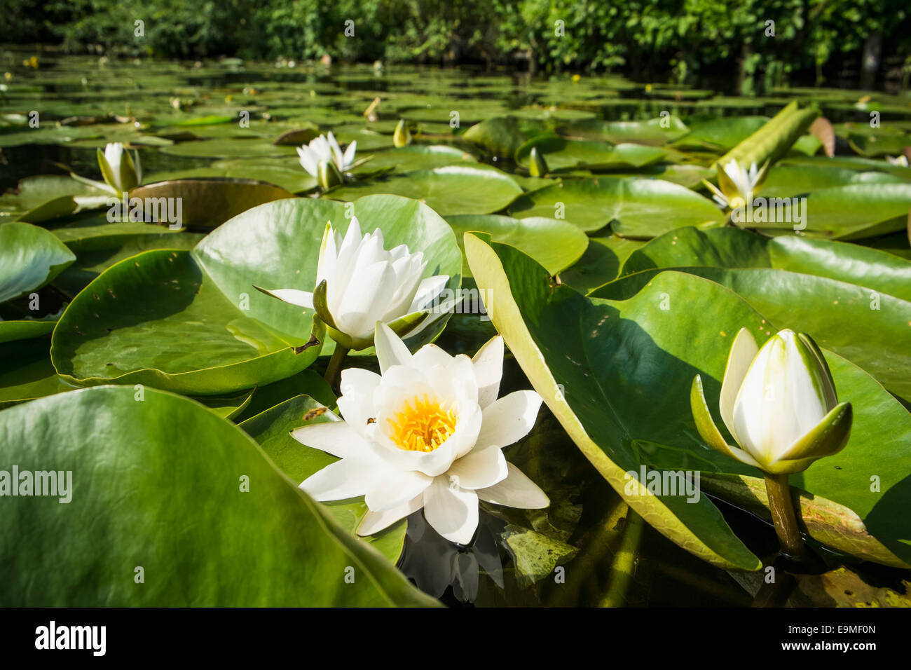 Swamp full of lotus Stock Photo - Alamy