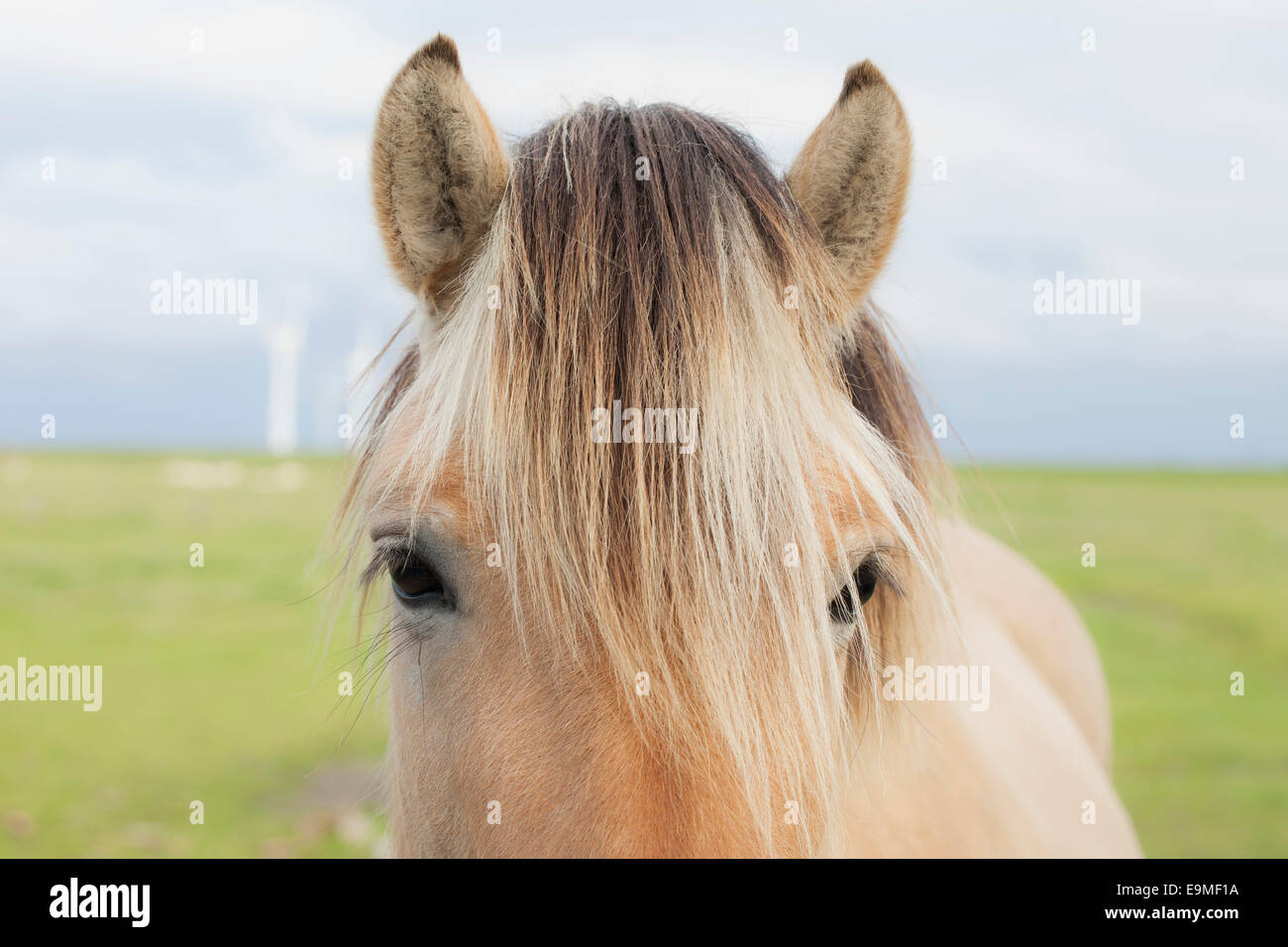 Close-up of horse forelock Stock Photo - Alamy