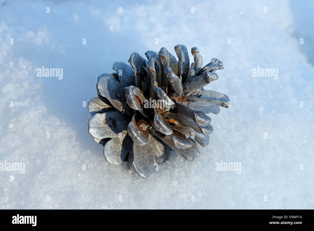 Pine cone hi-res stock photography and images - Alamy
