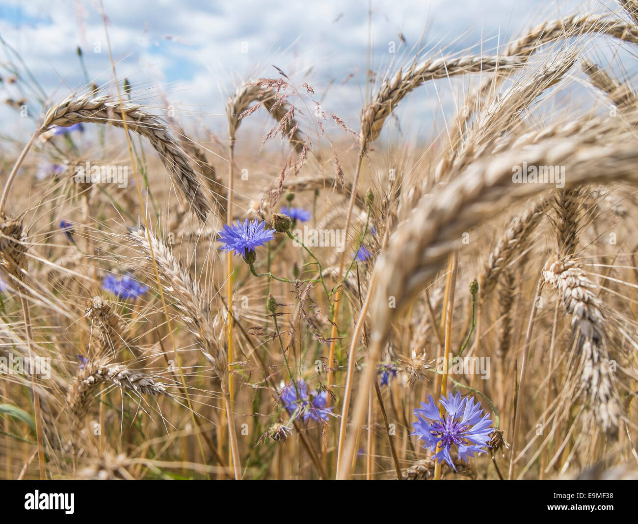 Flowers and crops growing on field Stock Photo - Alamy