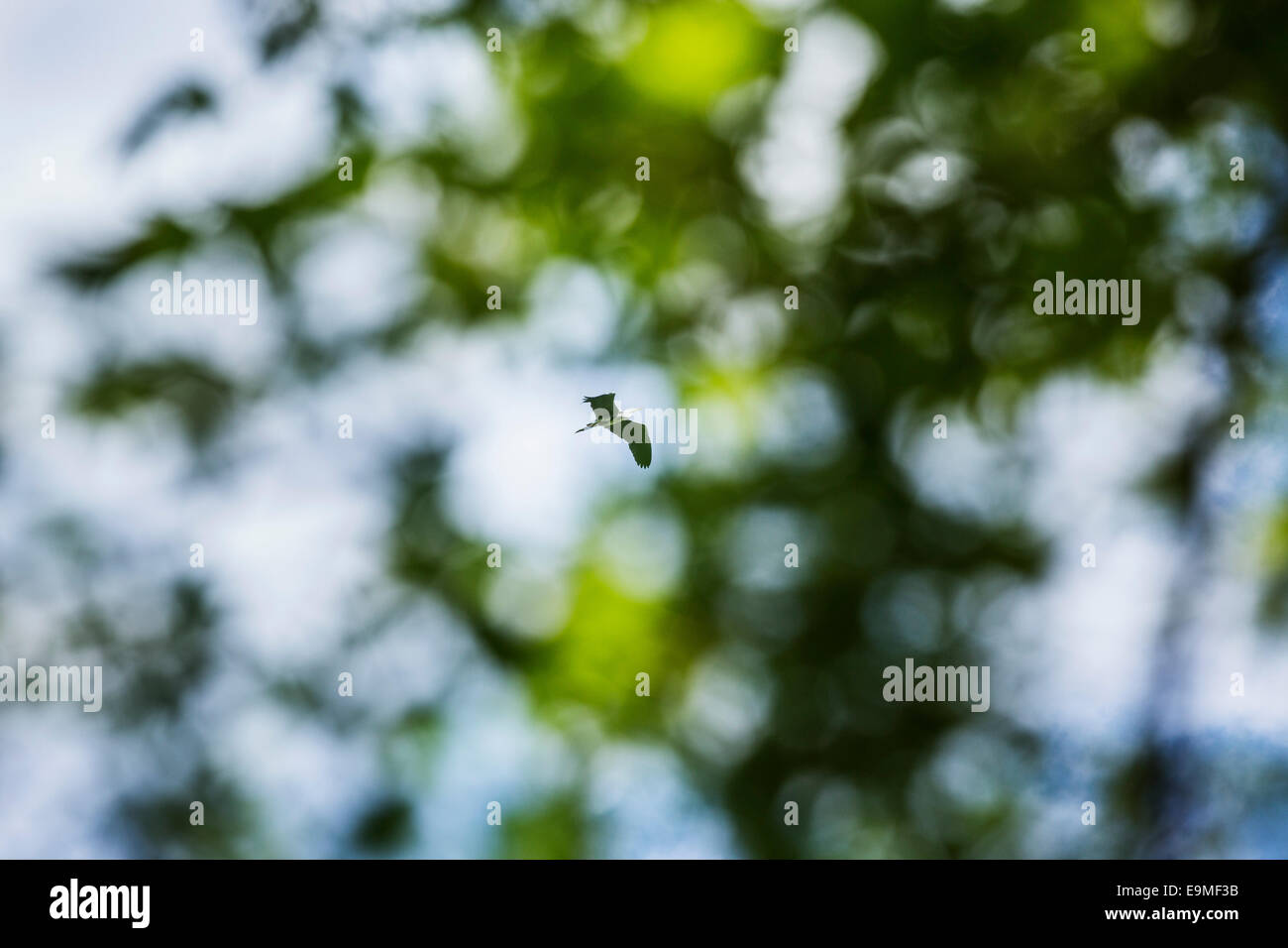 Bird view angle hi-res stock photography and images - Alamy