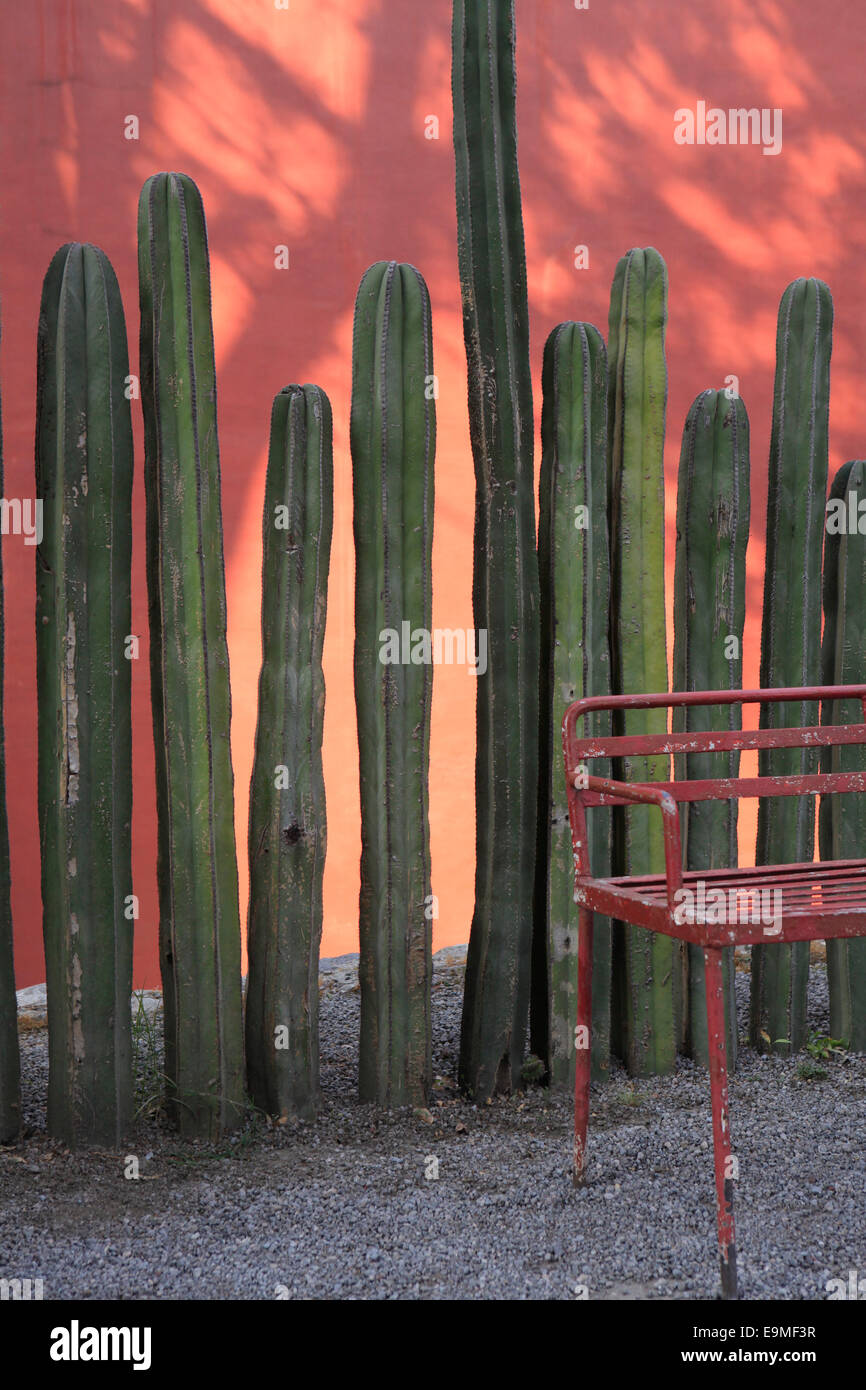 Cactus growing in front of wall outdoors Stock Photo - Alamy