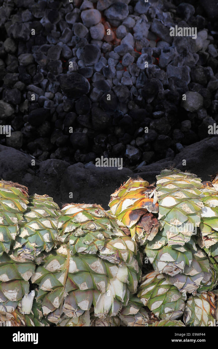Agaves by coal fire Stock Photo - Alamy