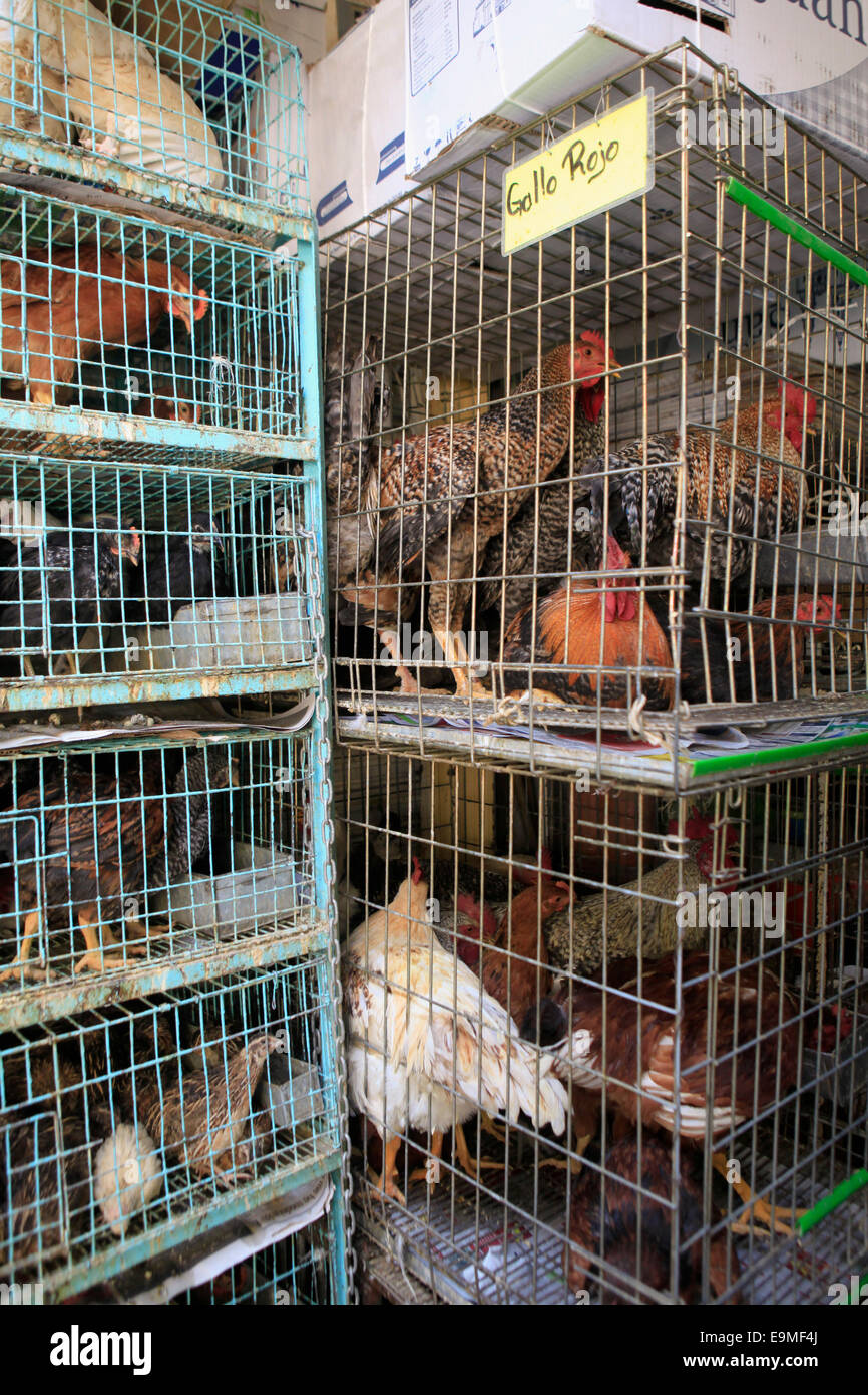 Chickens in cages Stock Photo - Alamy