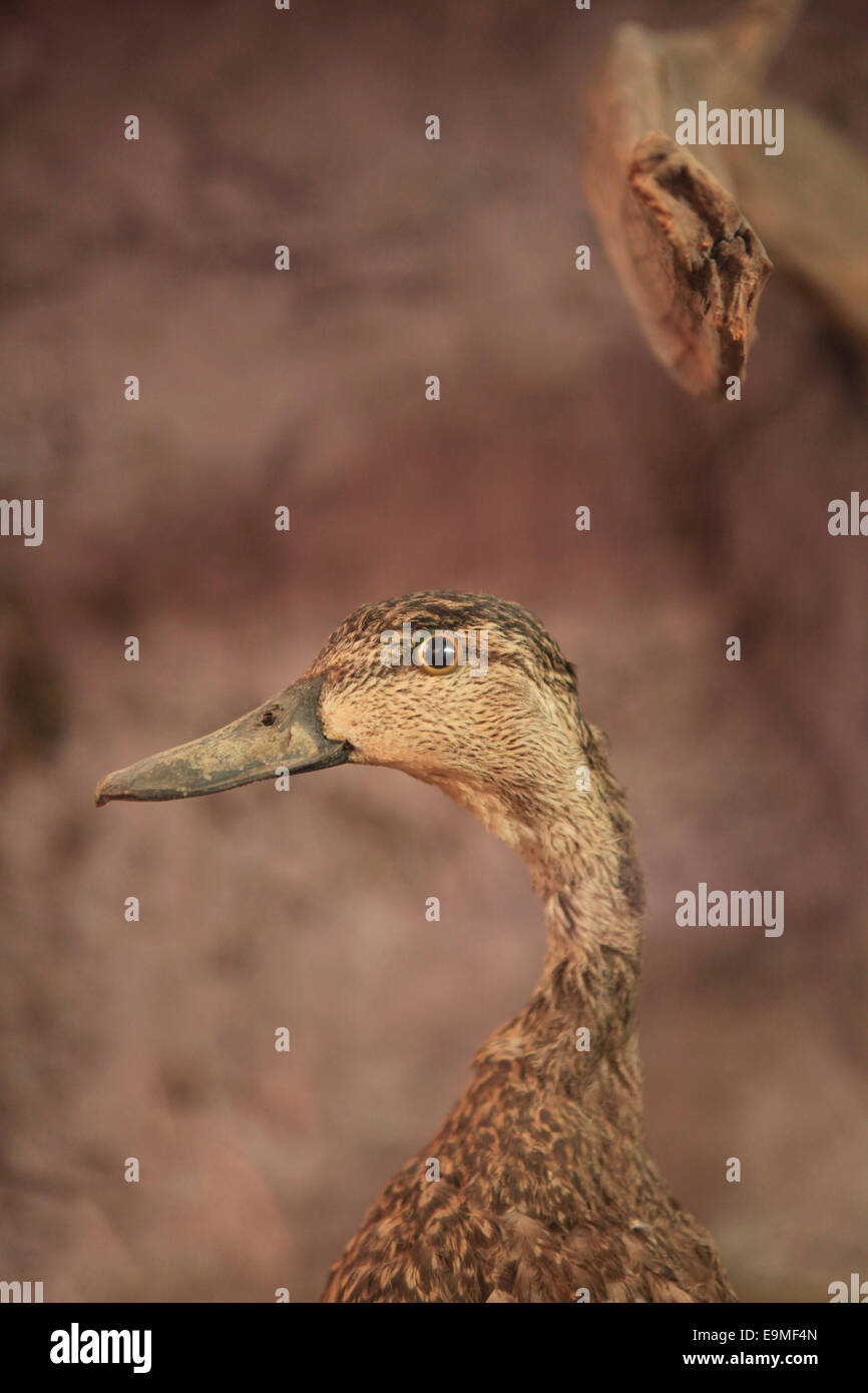 Close up of duck hi-res stock photography and images - Alamy