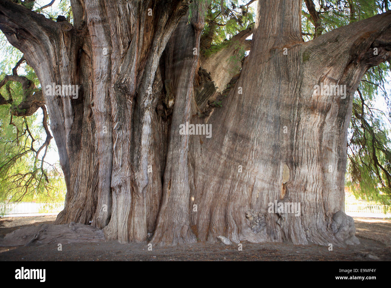 Giant cypress tree hi-res stock photography and images - Alamy