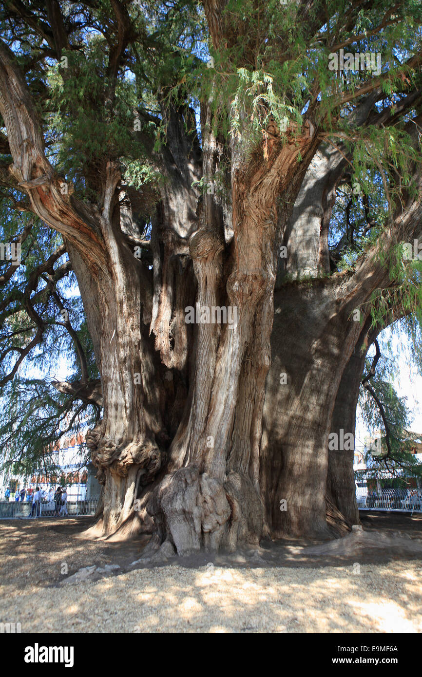 Montezuma cypress hi-res stock photography and images - Alamy