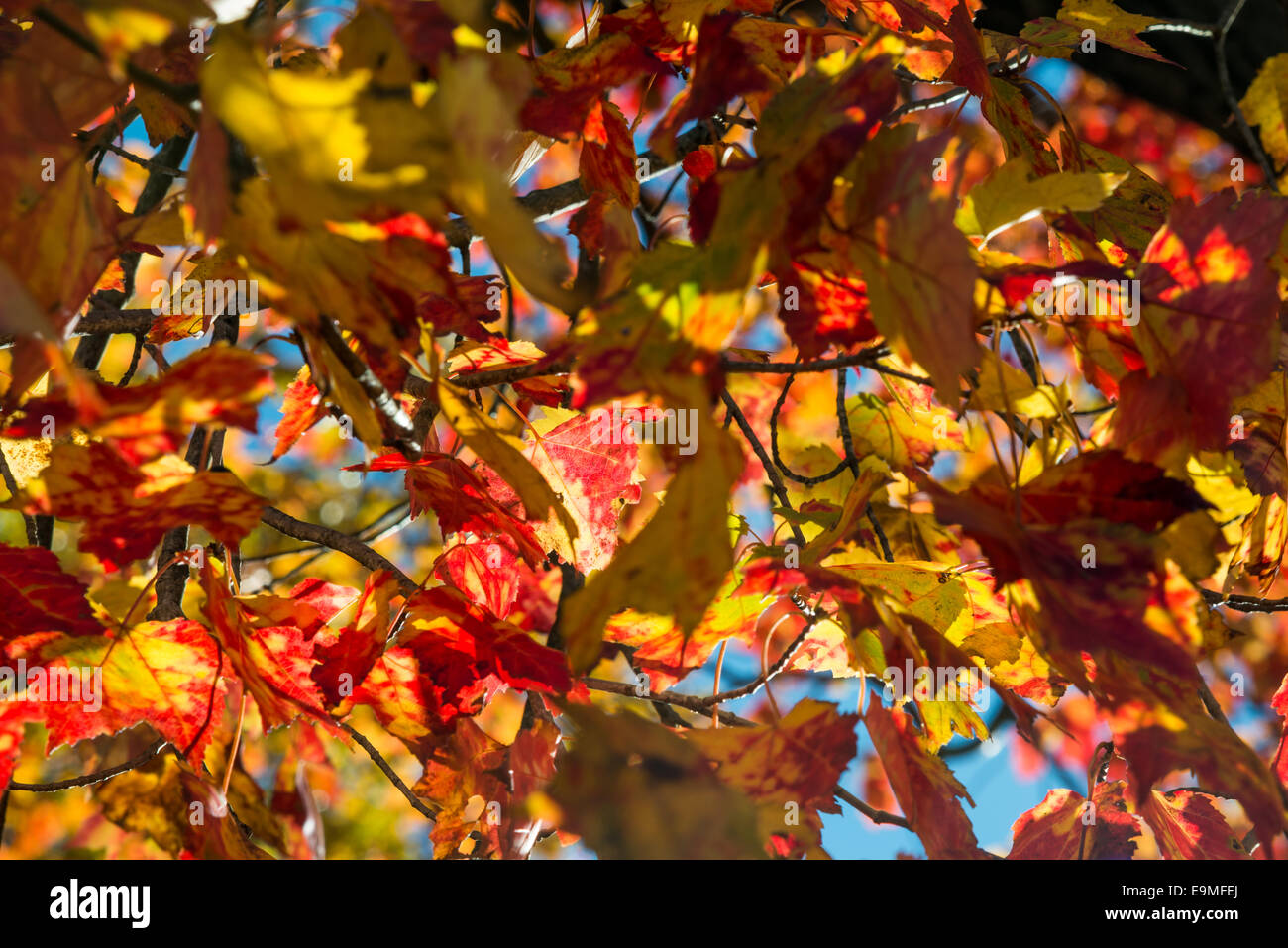 Backlit Autumn Maple Leaves Fill Horizontal Frame Stock Photo - Alamy