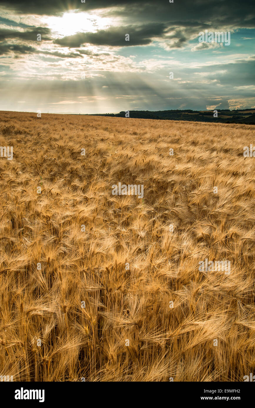 Stunning countryside landscape wheat field in Summer sunset Stock Photo ...