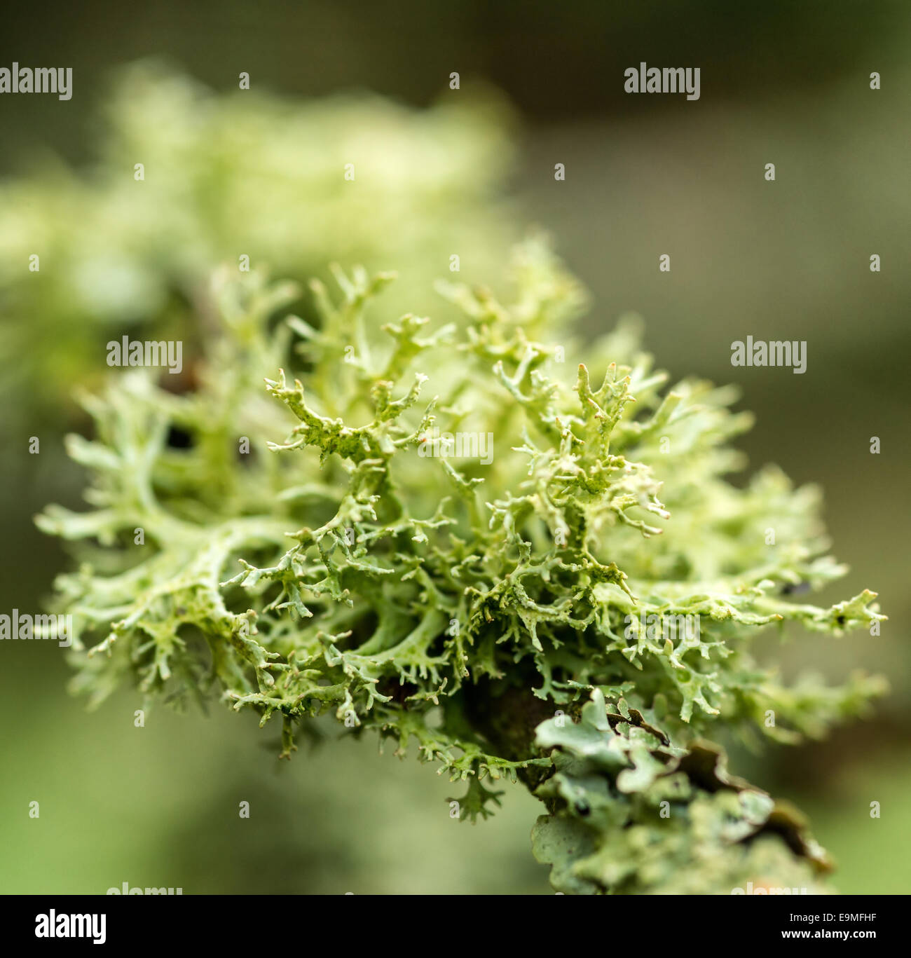Fungus growing on tree branch in Autumn Stock Photo - Alamy