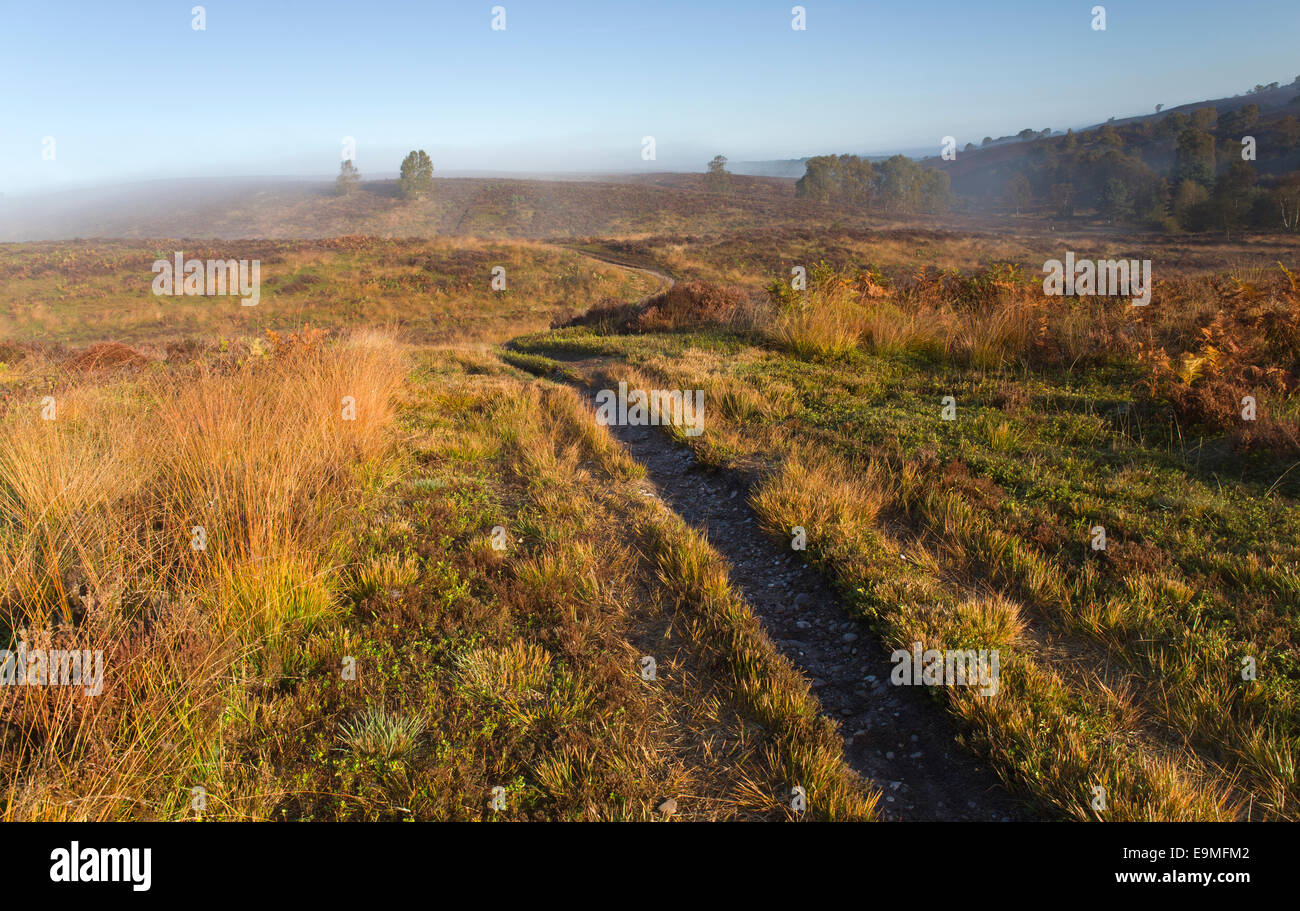 Winding track across the heath in autumn in Cannock Chase Area of ...