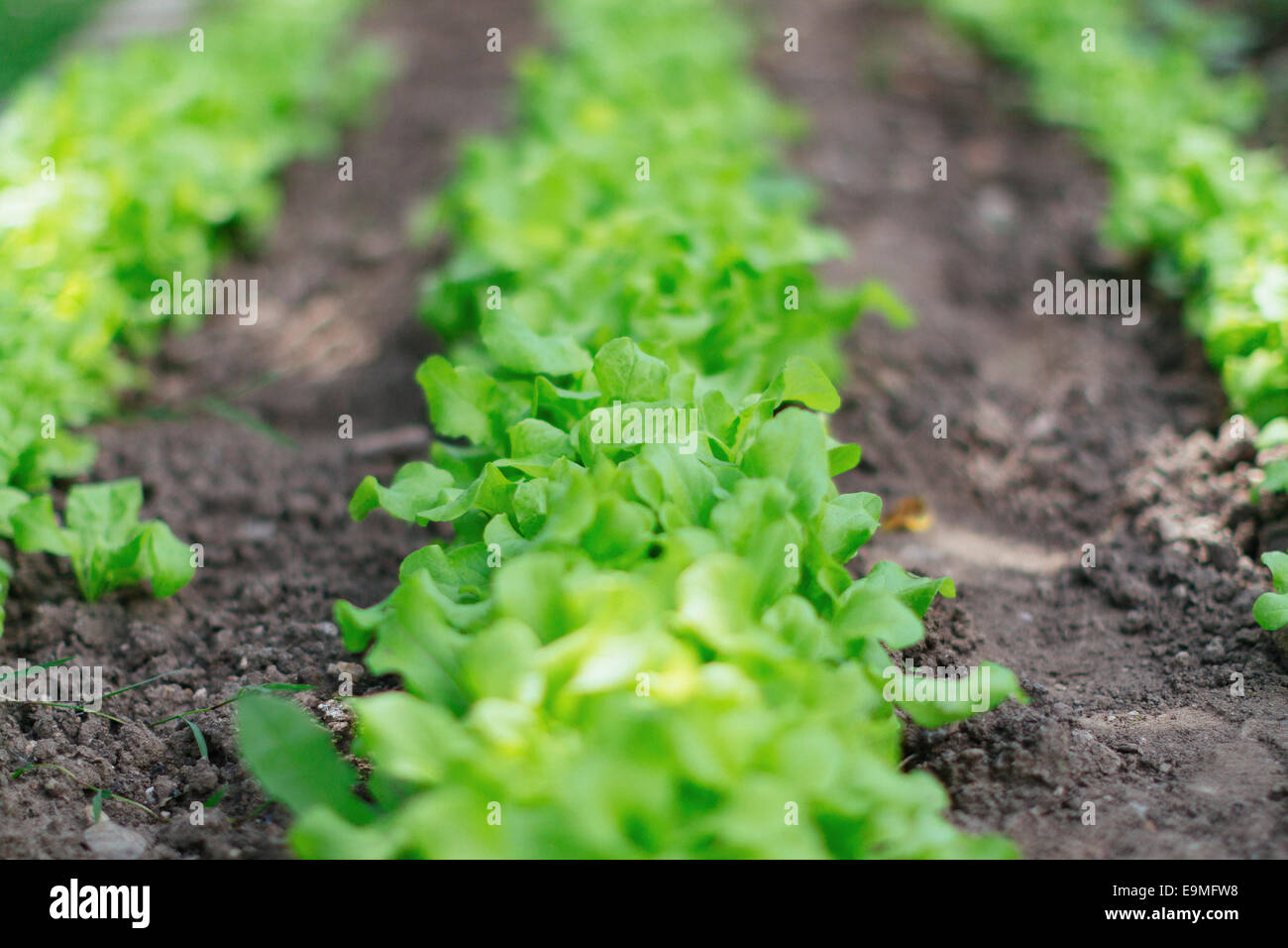 Surface level of lettuce field Stock Photo - Alamy