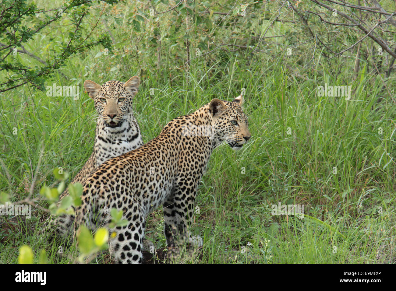 Two young leopards in the wild Stock Photo - Alamy