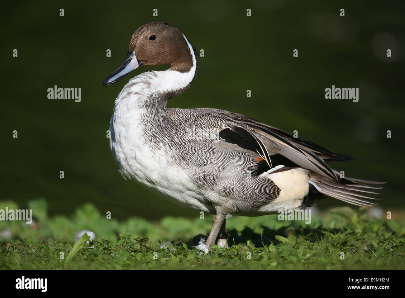 Northern Pintail Anas acuta drake standing grass Germany Stock Photo ...