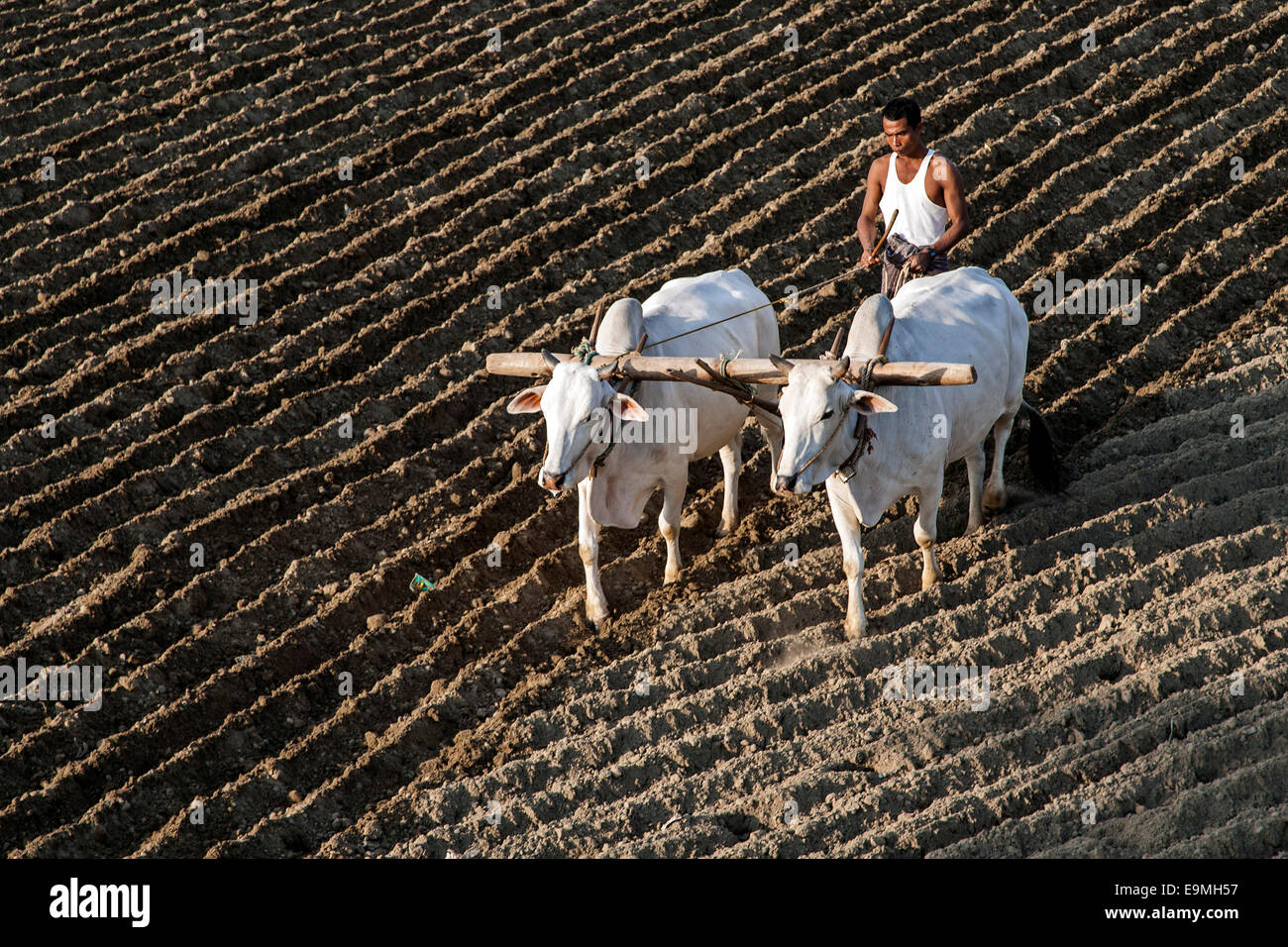 Man ploughing a field with oxen, near Mandalay, Myanmar Stock Photo - Alamy