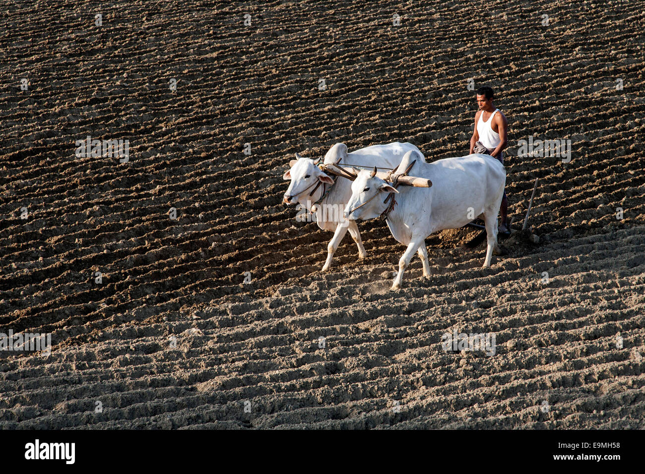 Man ploughing field hi-res stock photography and images - Alamy