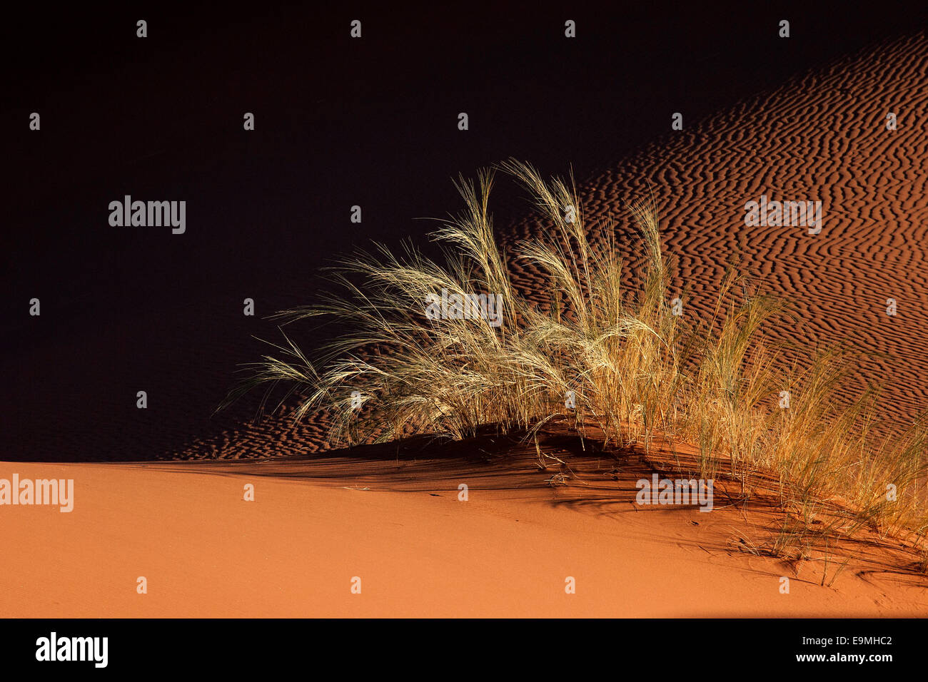Sand dune with grass tuft, Namib Desert, Namibia Stock Photo - Alamy