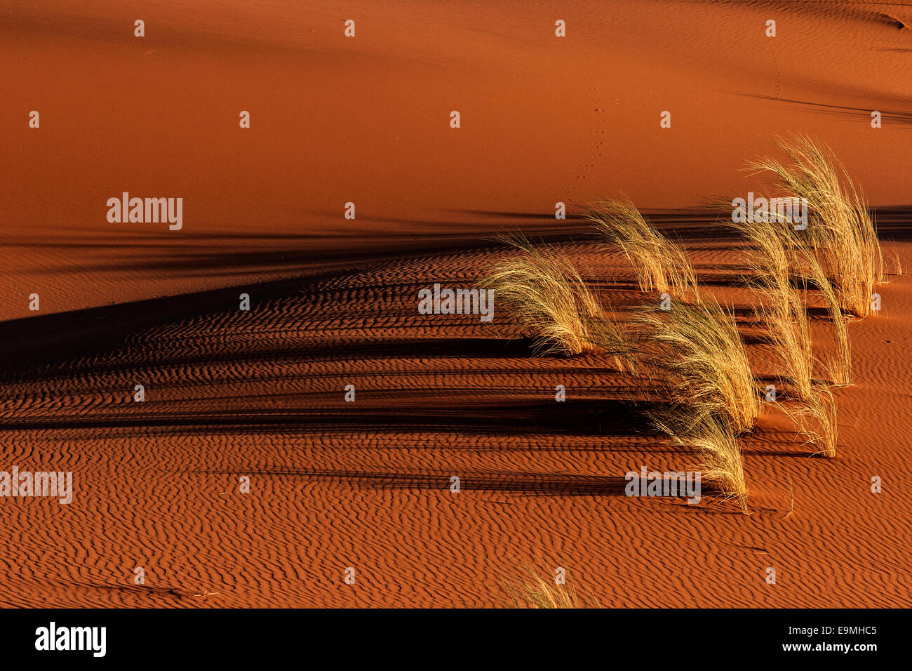 Sand dune with grass tuft, Namib Desert, Namibia Stock Photo - Alamy