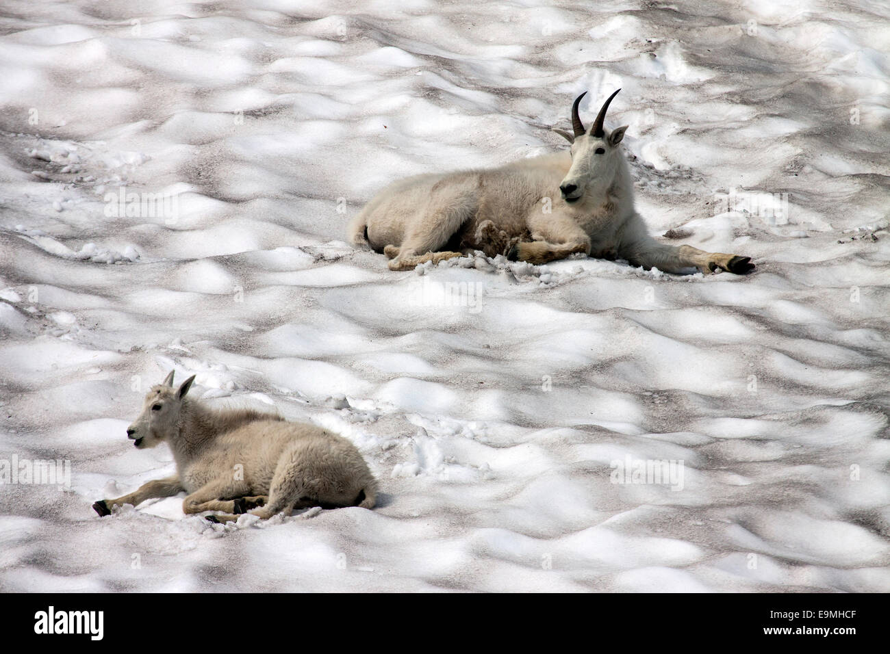 Mountain Goats (oreamnos americanus) on a snow field, Glacier National ...