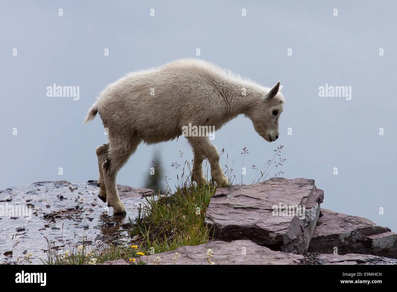 Mountain Goat (oreamnos americanus), goatling on a snow field, Glacier ...