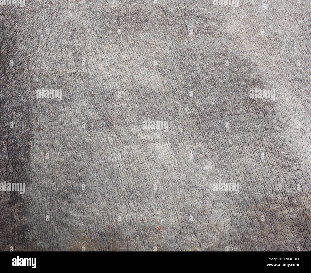 Rhino Skin Texture High Resolution Stock Photography and Images - Alamy