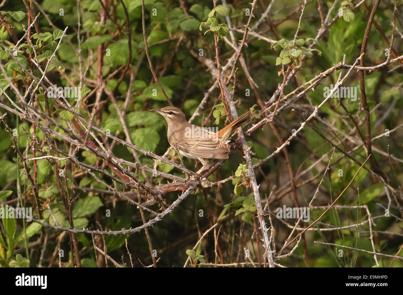 Rufous Bush Robin Cerotrichas syriacus Eastern Race Antalya Turkey ...