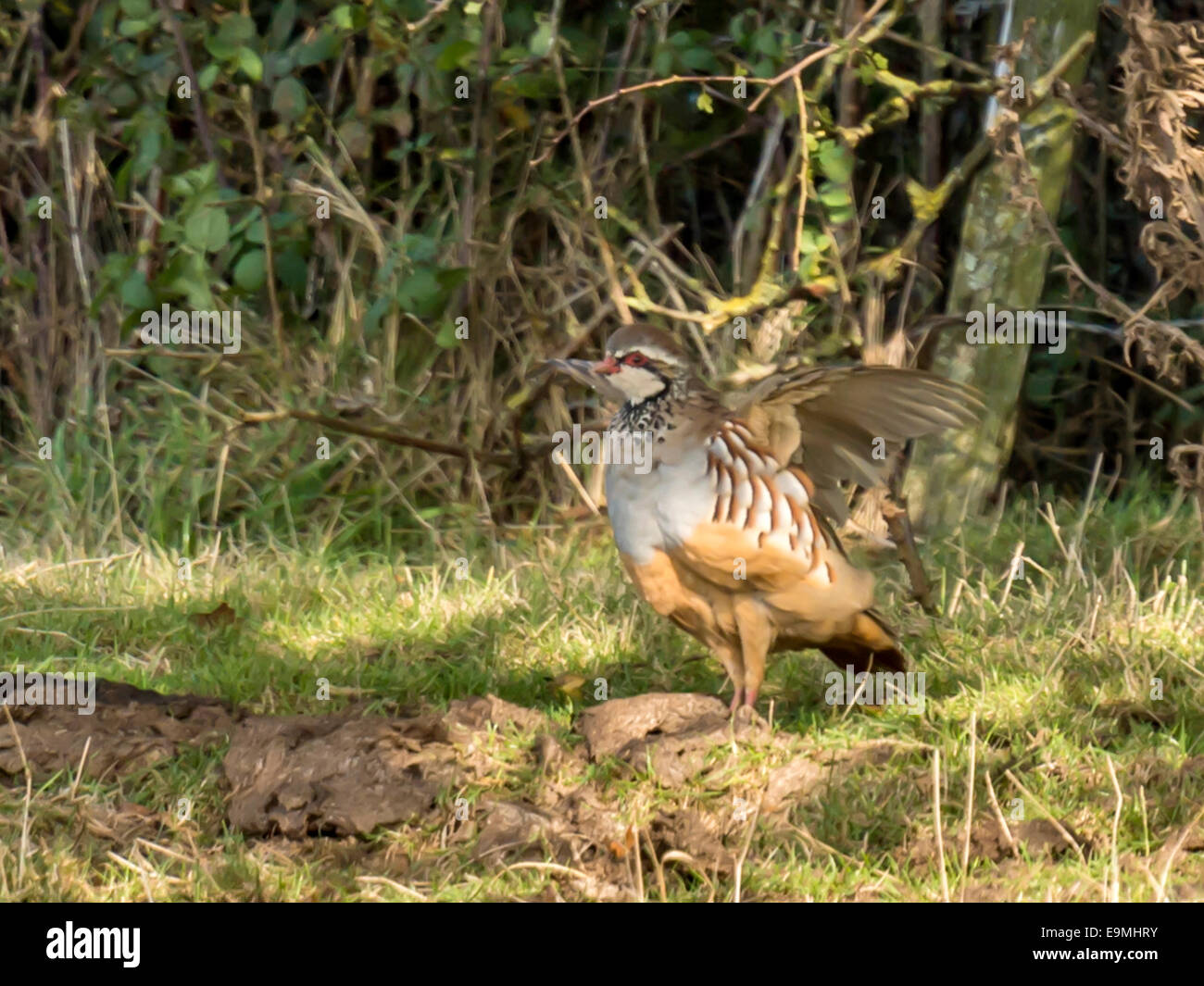 Red Legged or French Partridge [Alectoris rufa] standing in shaded ...