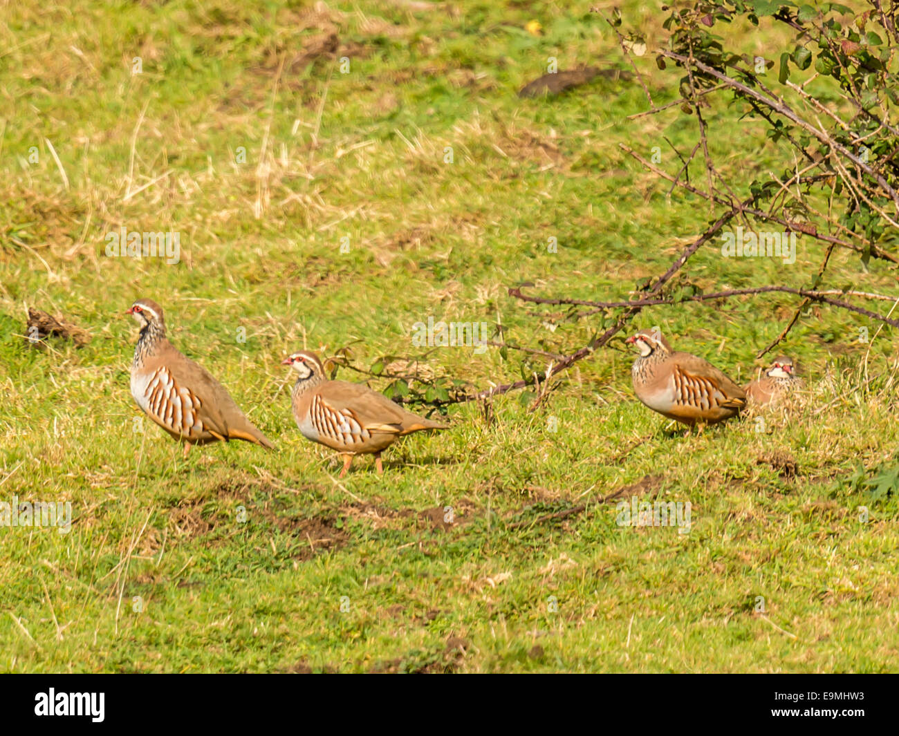 Red legged partridge isolated hi-res stock photography and images - Alamy
