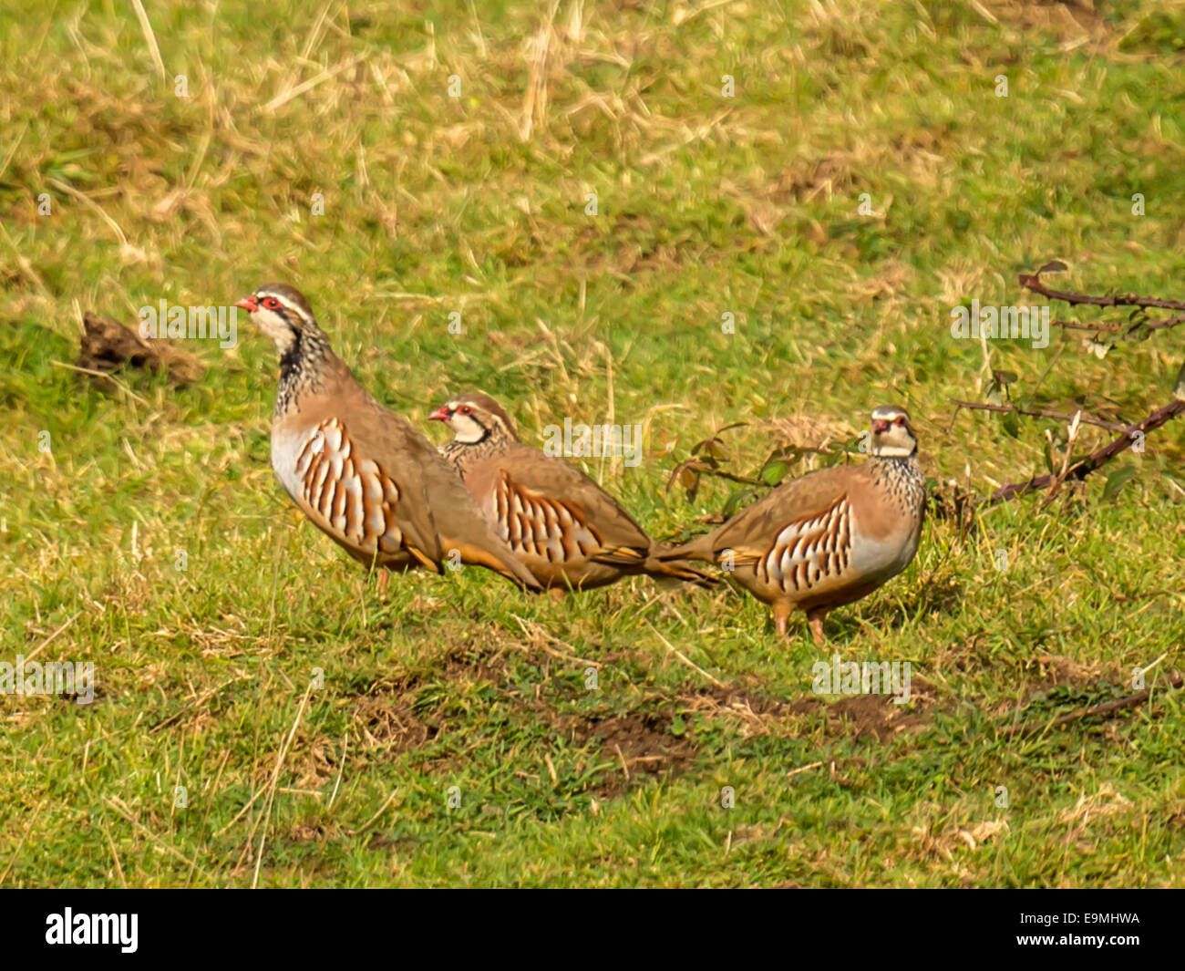 Red Legged or French Partridge [Alectoris rufa] group standing in open ...