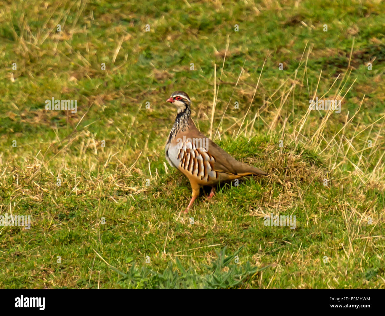 Red Legged or French Partridge [Alectoris rufa] standing in open ground ...