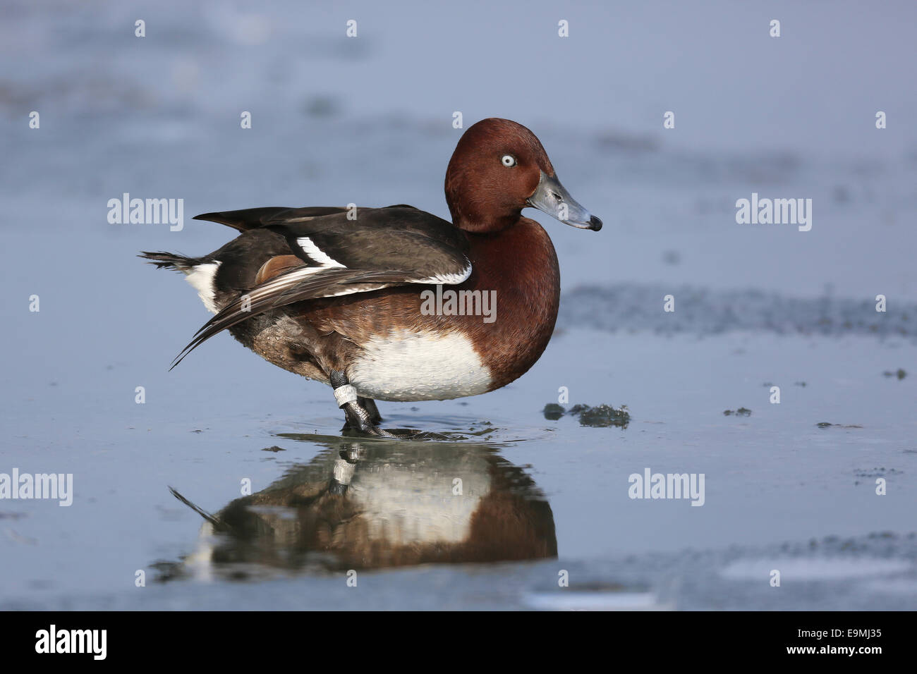 Ferruginous Duck Ferruginous Pochard Aythya nyroca Drake standing ice ...