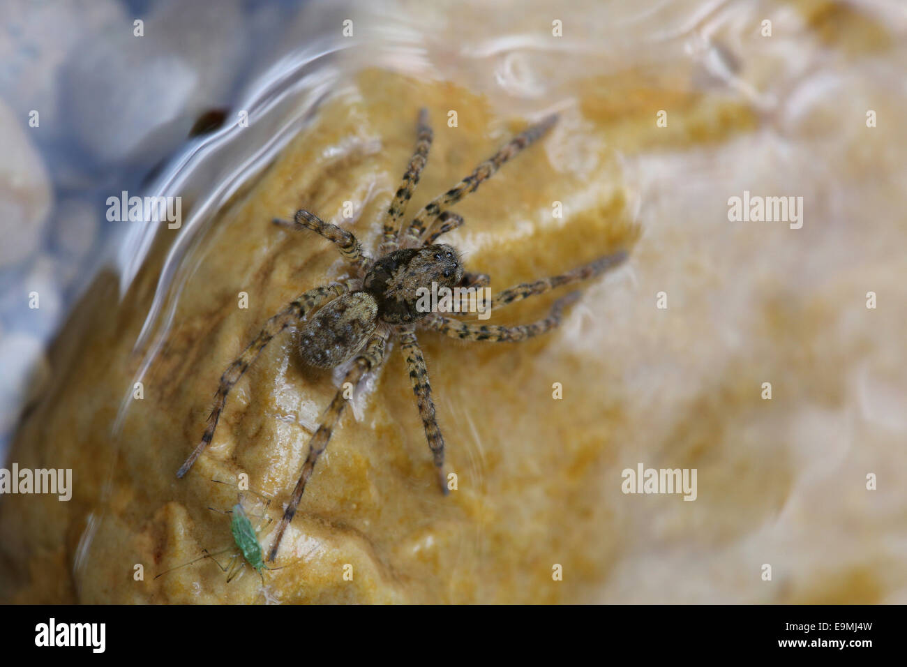 European Water Spider Diving Bell Spider Argyroneta aquatica waters ...