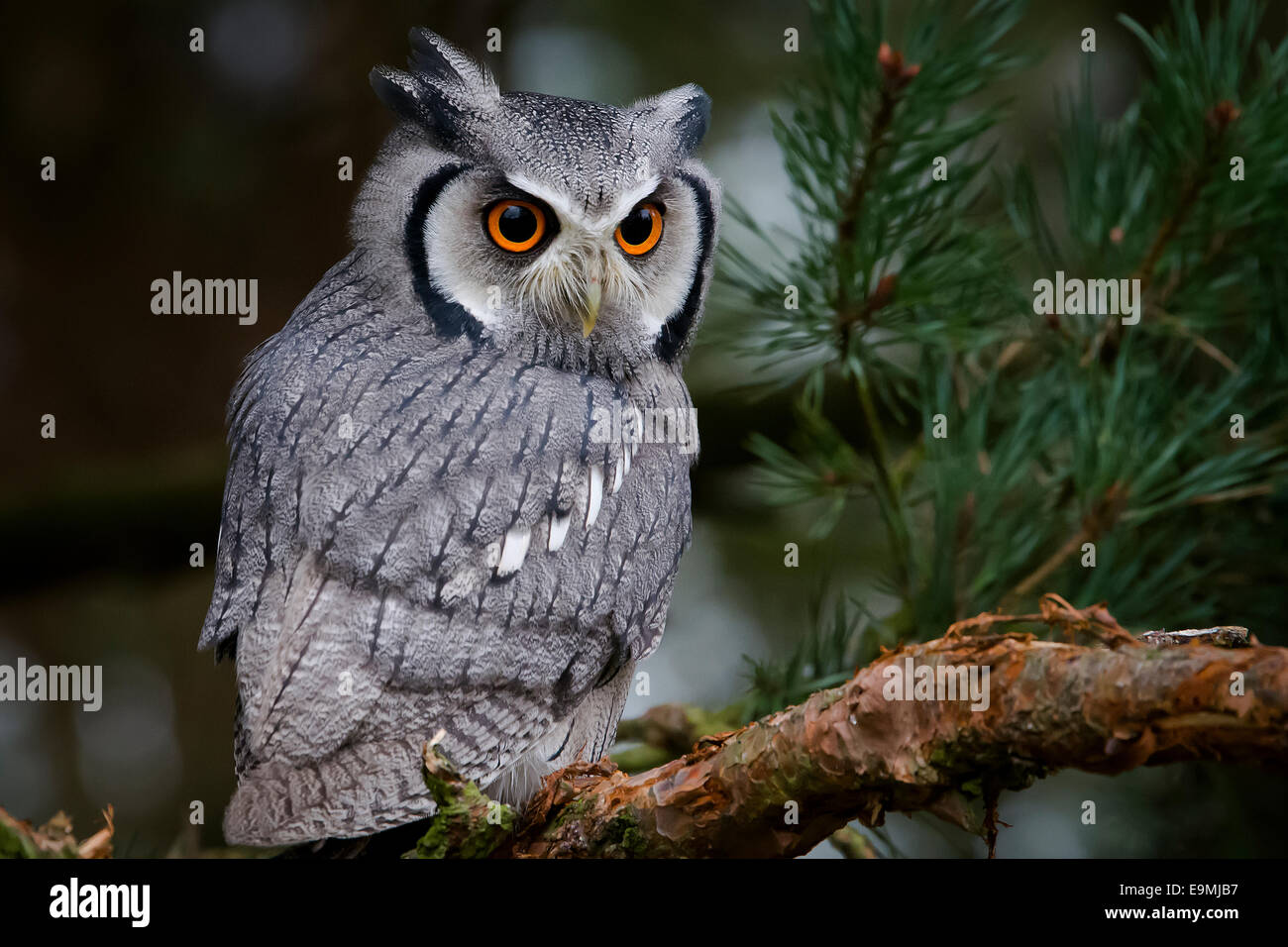 The southern white-faced owl (Ptilopsis granti) is a fairly small owl ...